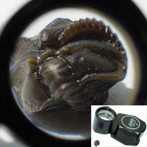 BelOMO 10X Triplet – Geo-Tools