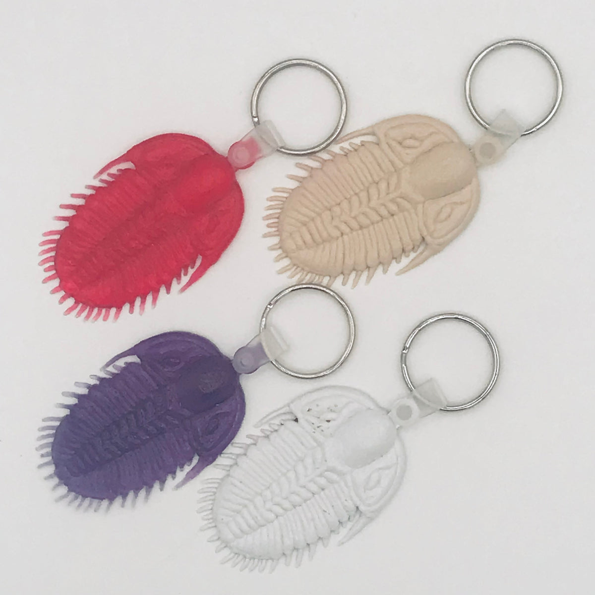 Fossil Key Tags - Trilobite (Kootenia) – Geo-Tools
